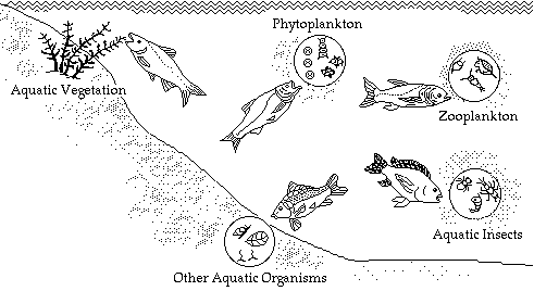 Understanding Common Fish Diseases: Prevention, Diagnosis, and Treatme ...