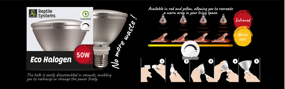 Reptile – Addicted2Fish